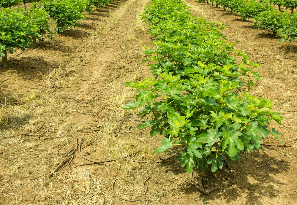 fig tree farm