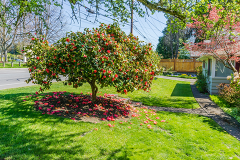 Trees Flowering Garden How To Pick The Best Flowering Trees For Your