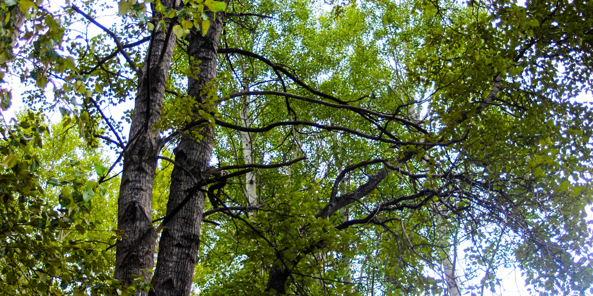 Disease Resistant Trees – Tristar Plants