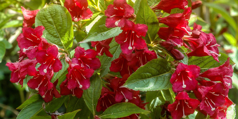 Weigela – Tristar Plants