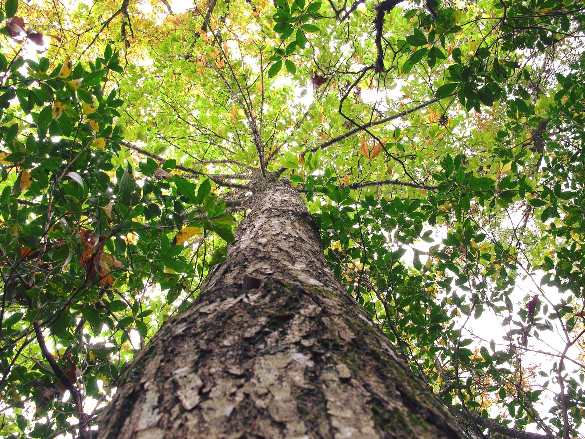 Hybrid American Chestnut Tree 1 Gallon 5'ft + tall – Tristar Plants