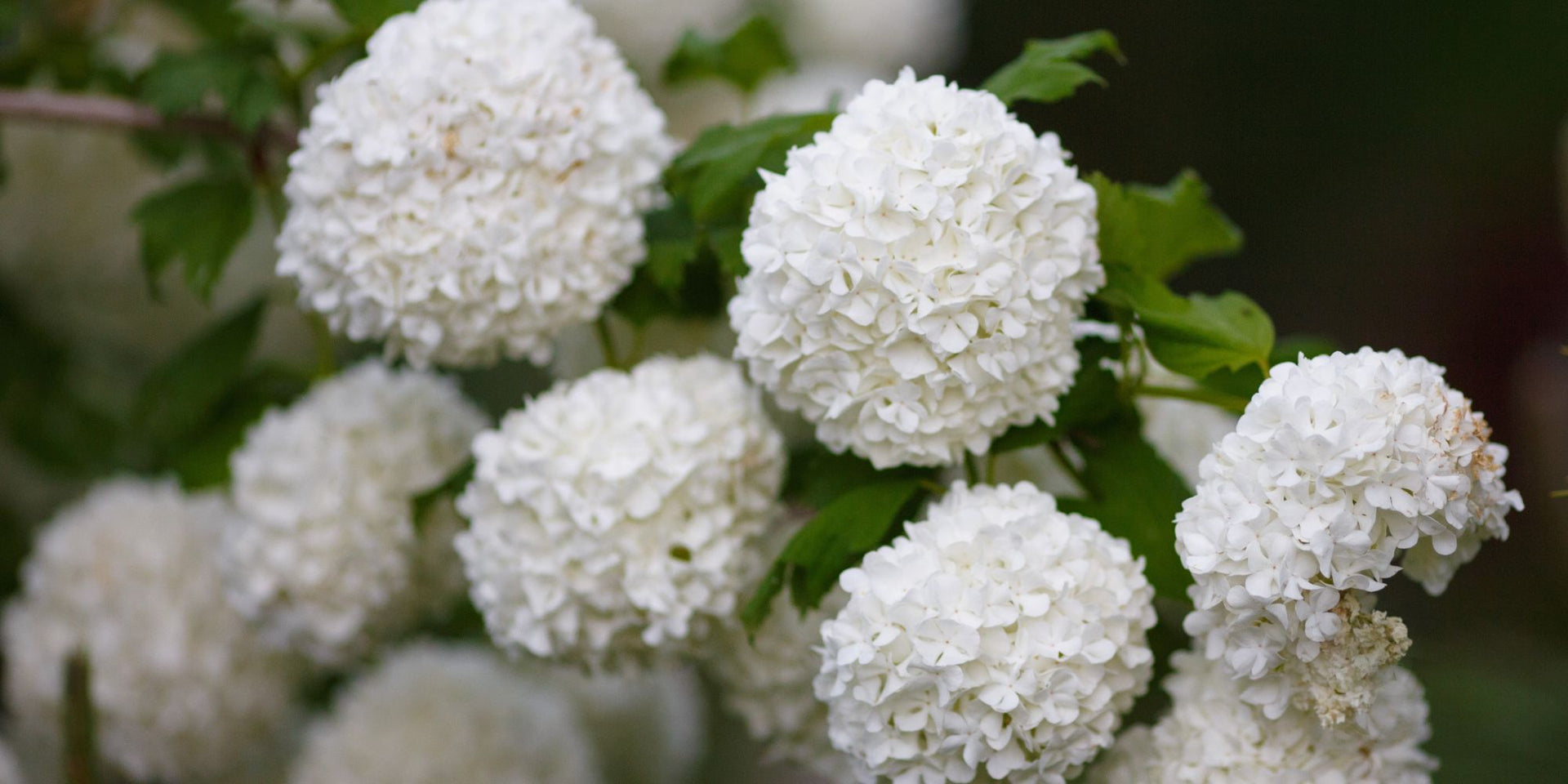 Sterile Chinese Snowball – Tristar Plants
