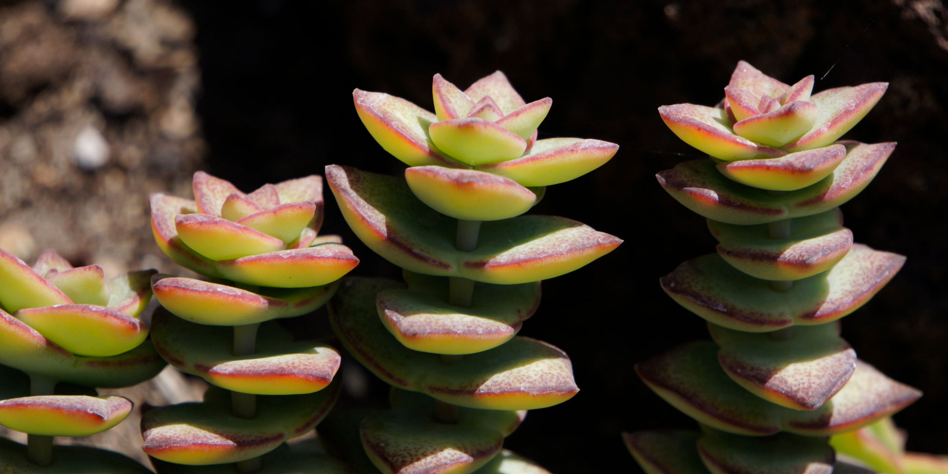 String of Buttons – Tristar Plants