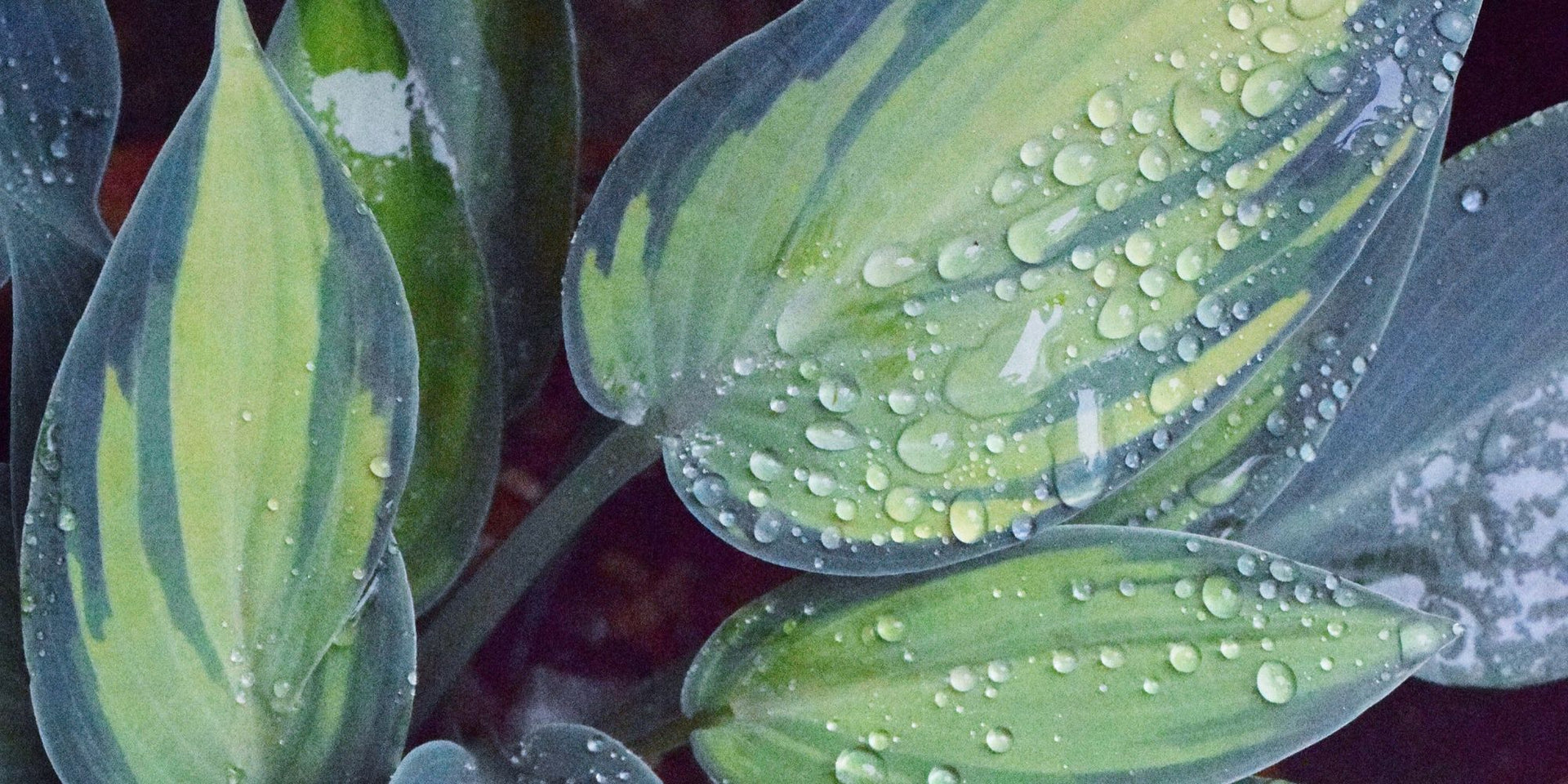 Hosta 'June' – Tristar Plants