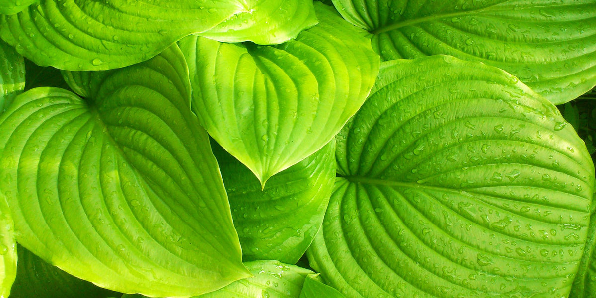 Hosta 'Sum and Substance' – Tristar Plants