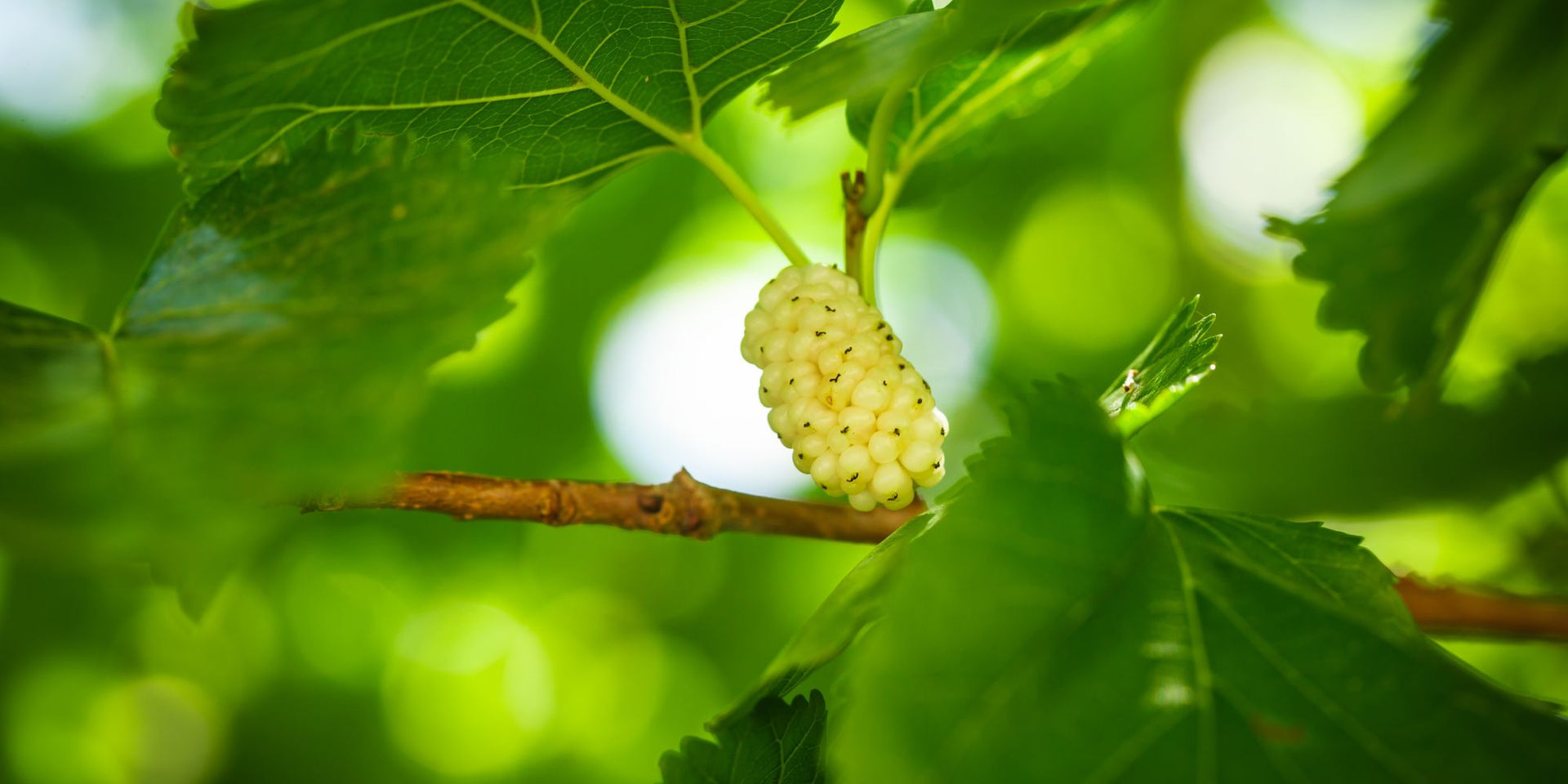 White Mulberry Tree – Tristar Plants