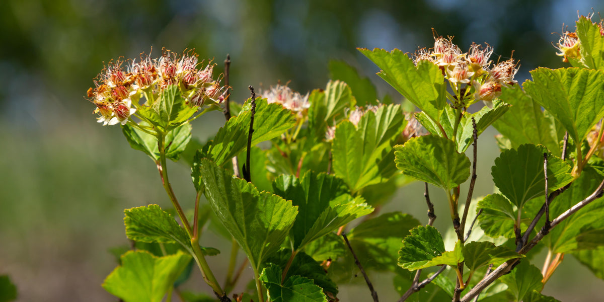 Common Ninebark – Tristar Plants