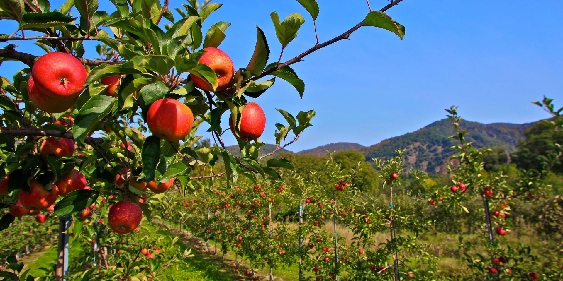 Apple Tree 'McIntosh' – Tristar Plants