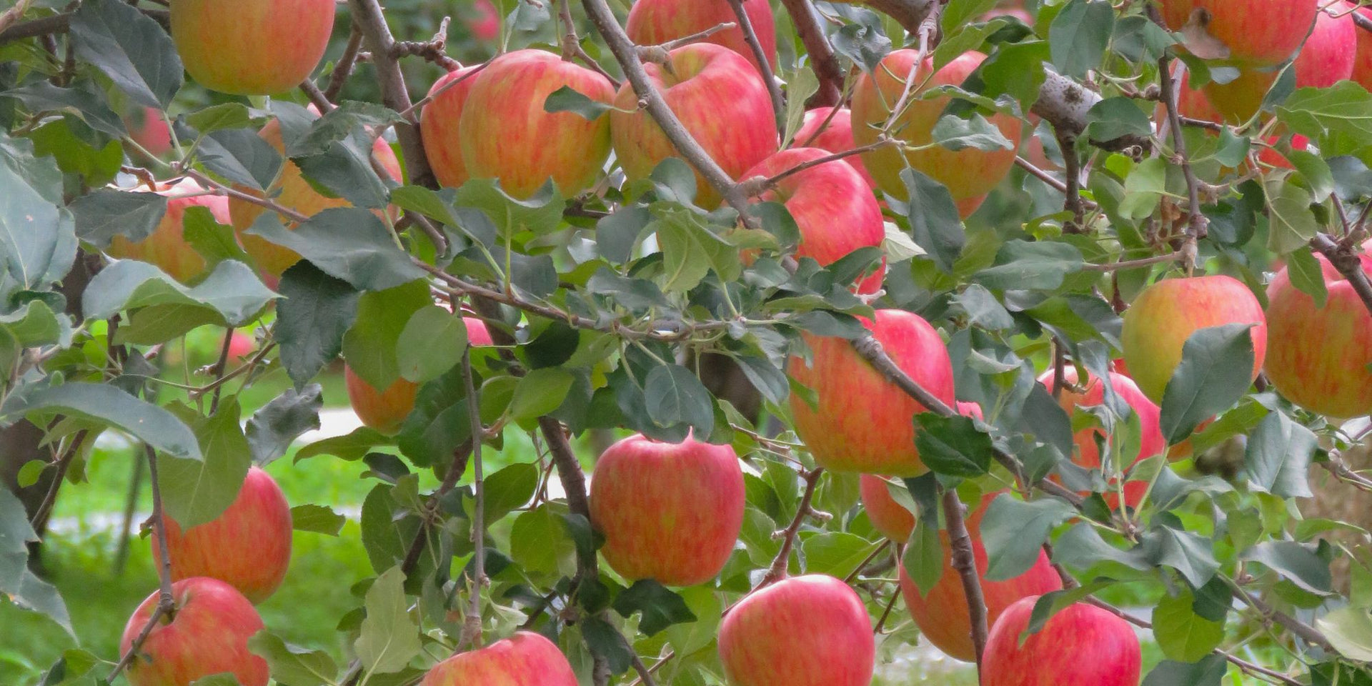 Fuji Apple Tree – Tristar Plants