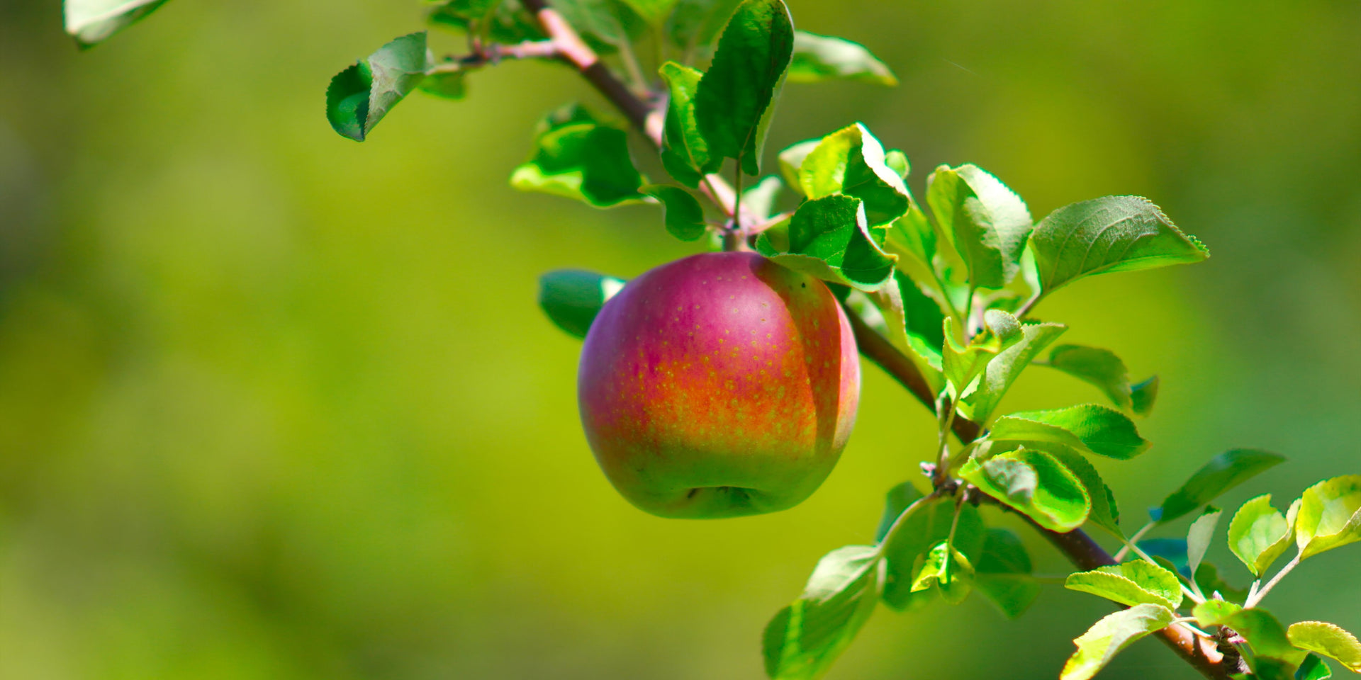 Apple Tree 'Cortland' – Tristar Plants