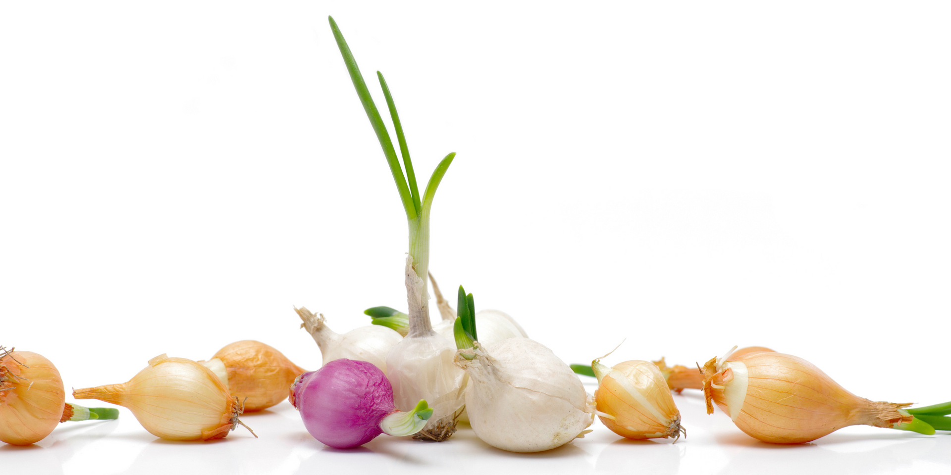 Planting & Caring for Onion Sets - Tristar Plants