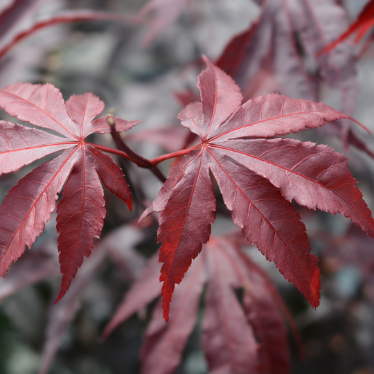 Tristar Plants: Fast-growing Trees for Sale | Plant Nursery Online