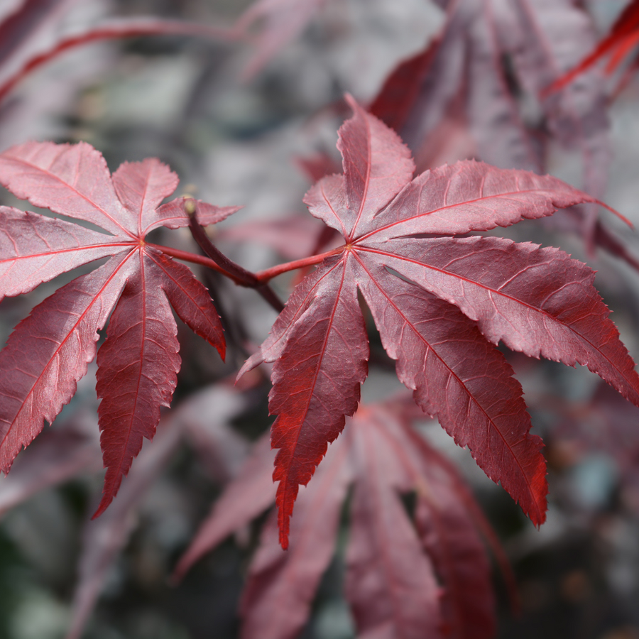 Tristar Plants: Fast-growing Trees for Sale | Plant Nursery Online