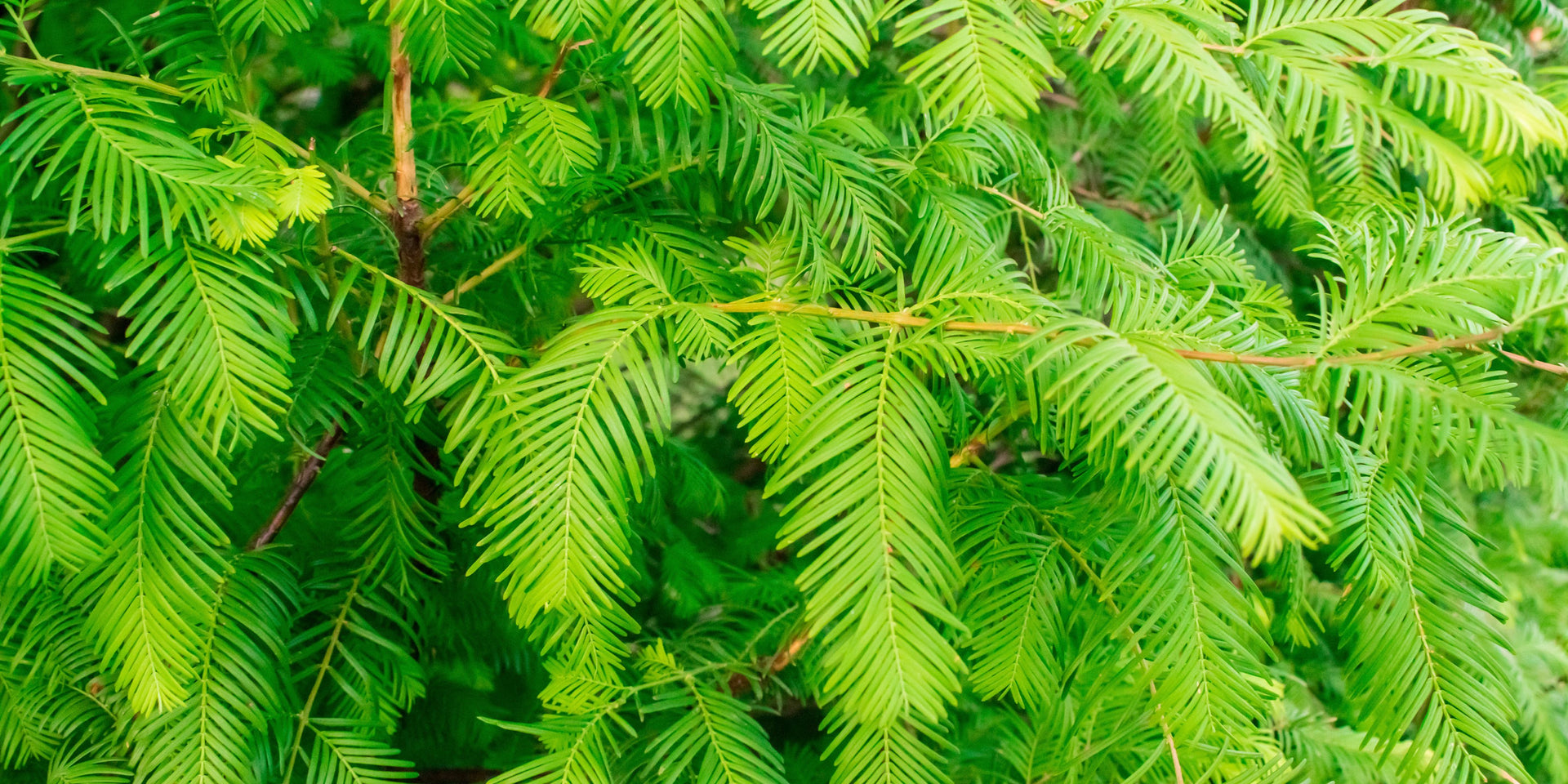 Dawn Redwood | ABP 2 Pack Young Established Tree – Tristar Plants