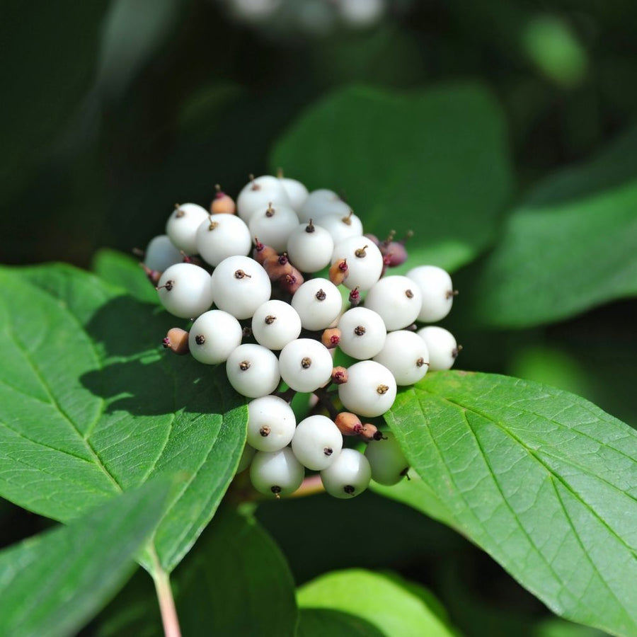 Native Plants – Tristar Plants