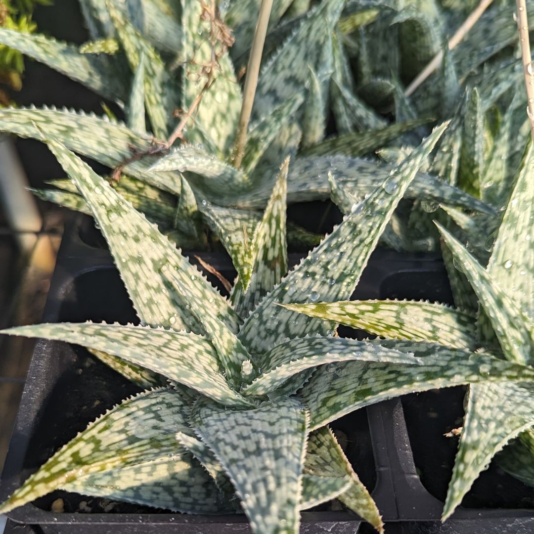 Aloe 'White Fox' – Tristar Plants