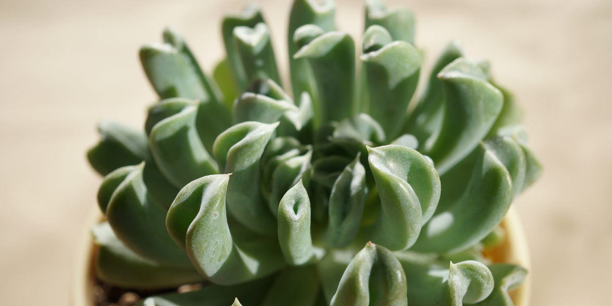 'Echeveria' Topsy Turvy – Tristar Plants