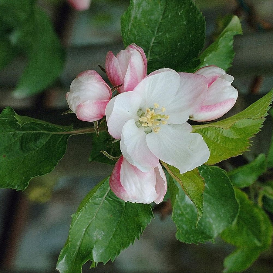 Apple Tree 'Cortland' – Tristar Plants