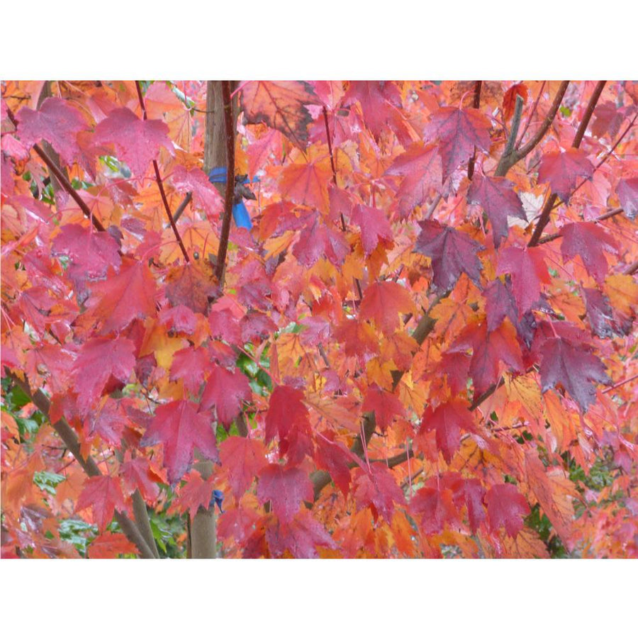 Brandywine Red Maple | 1 Gallon | 4'ft + – Tristar Plants