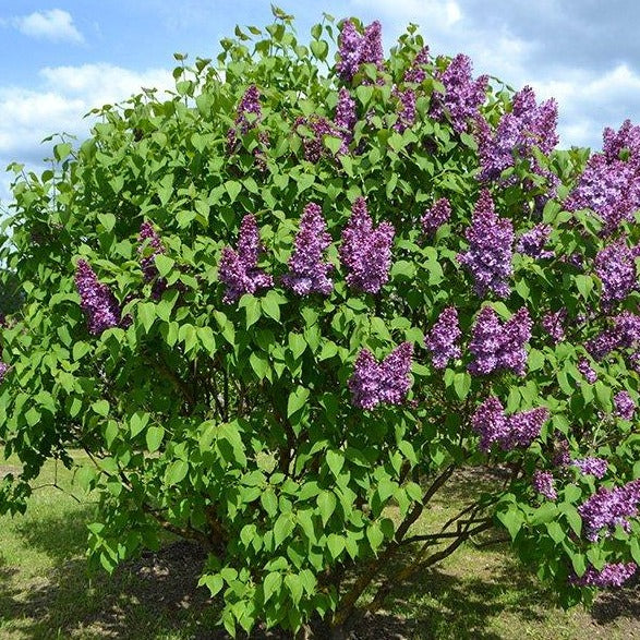 Lilac 'Common' Tree 1 Gallon 3'ft tall + – Tristar Plants