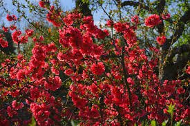 Flowering Quince 'Red Dragons Blood' Double Blooms 1 Gallon – Tristar ...
