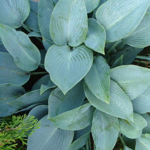 Hostas – Tristar Plants
