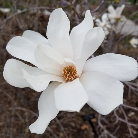 Magnolias – Tristar Plants
