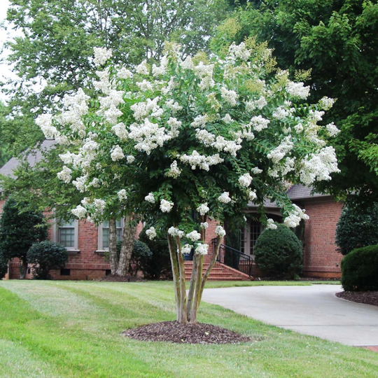 Buy Red Crape Myrtle, Tonto Crape Myrtle, Crepe Myrtle Tree Online ...