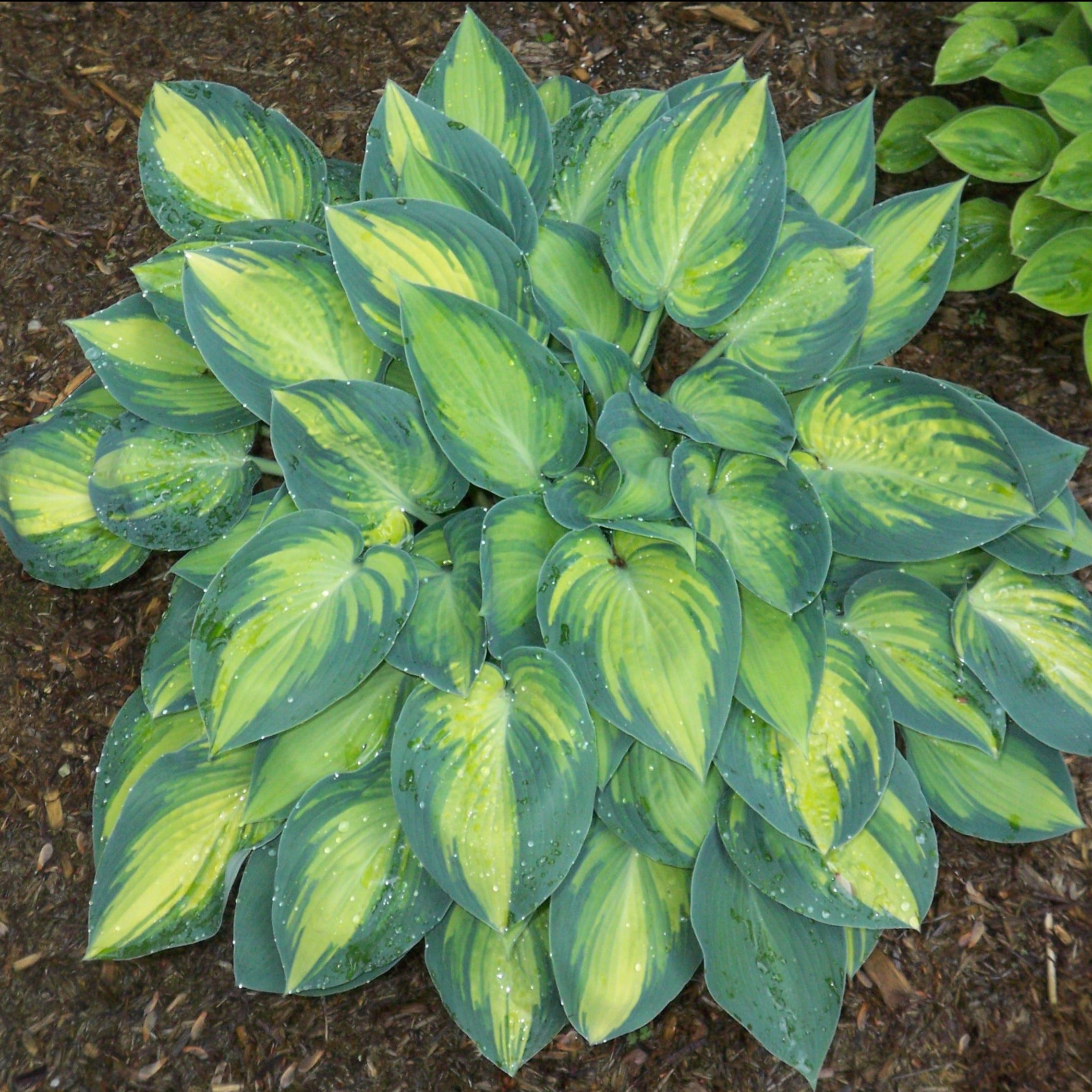 Hosta Identification Chart Hosta Rainbow's End Plantain Lily From