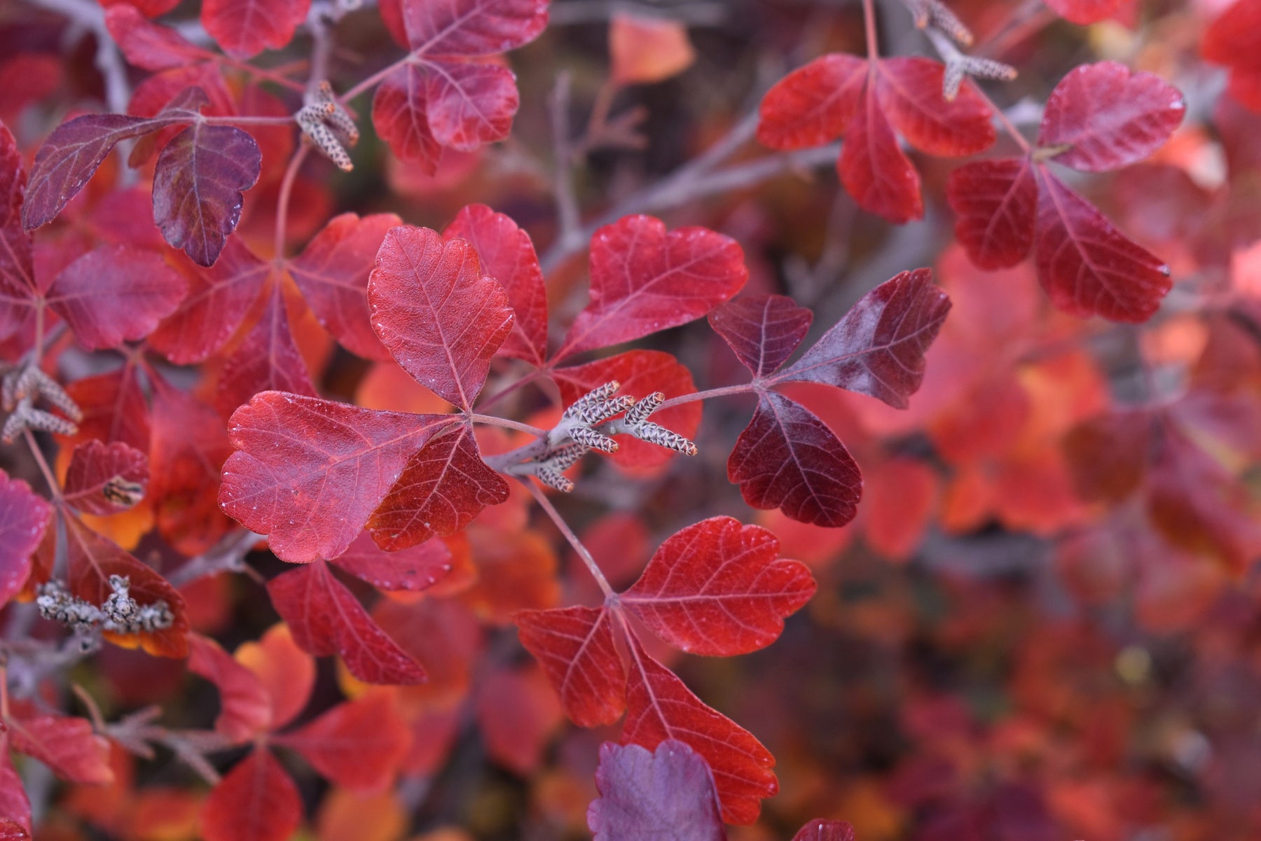 Fragrant Sumac 1 Quart – Tristar Plants