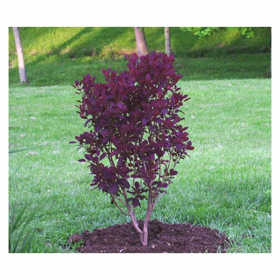 Royal Purple Smoke Tree – Tristar Plants