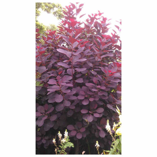 Royal Purple Smoke Tree – Tristar Plants
