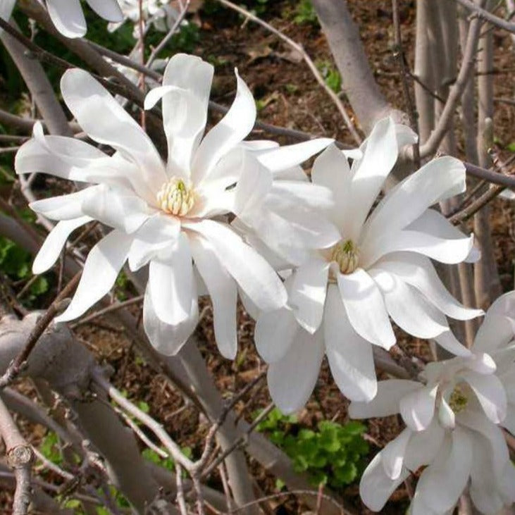 Magnolia 'Royal Star' – Tristar Plants