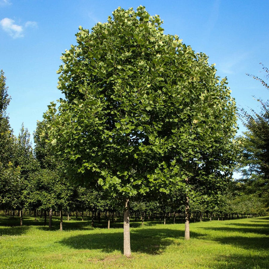 Tulip Poplar Tree – Tristar Plants