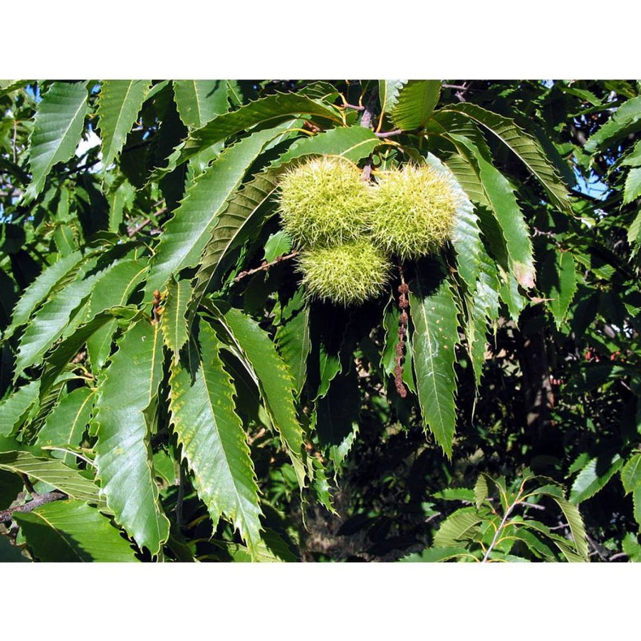 Hybrid American Chestnut Tree 1 Gallon 5'ft + tall – Tristar Plants