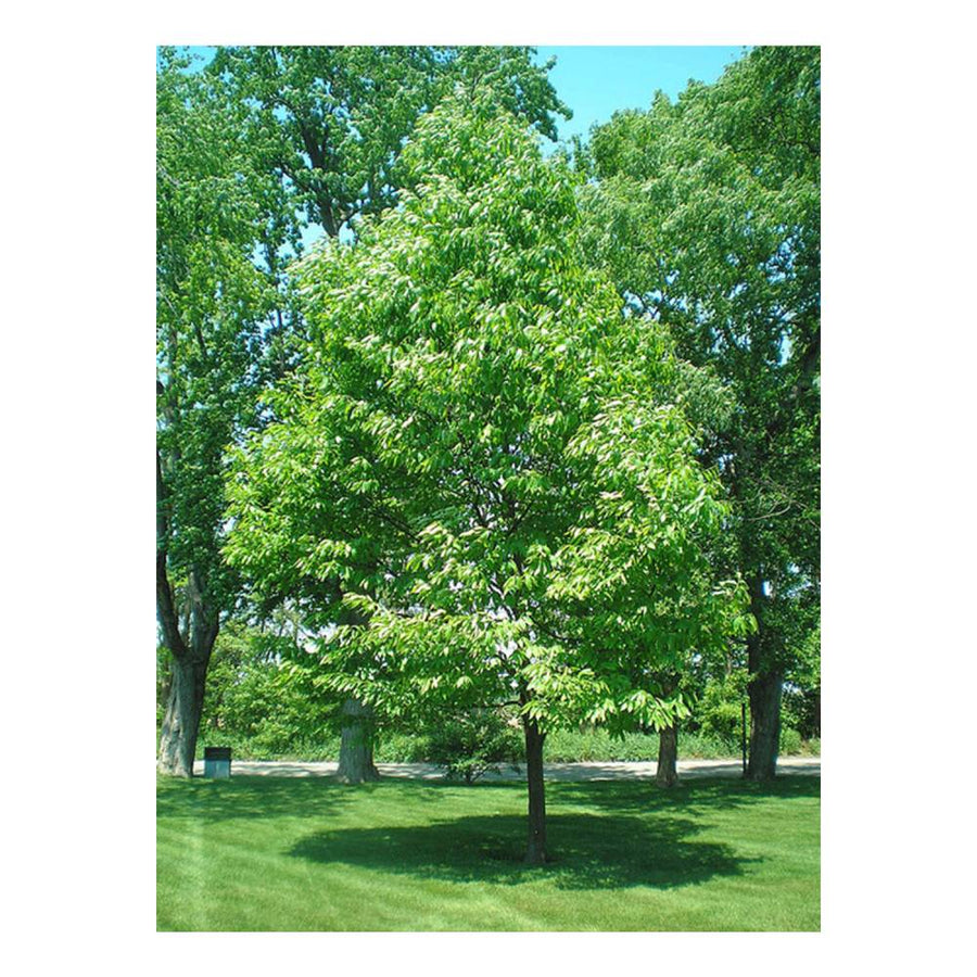 Hybrid American Chestnut Tree – Tristar Plants