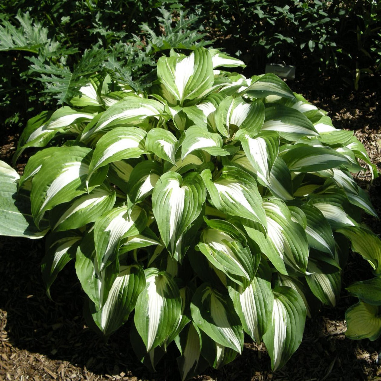 Hosta 'Night Before Christmas' – Tristar Plants