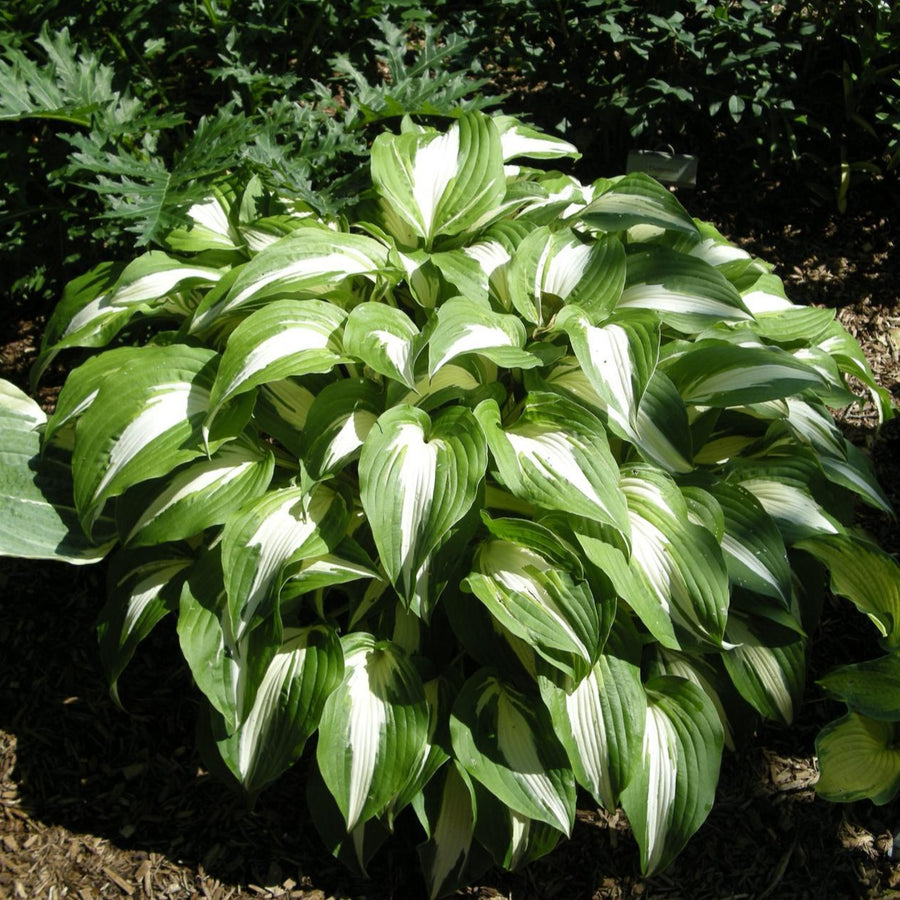 Hostas – Tristar Plants