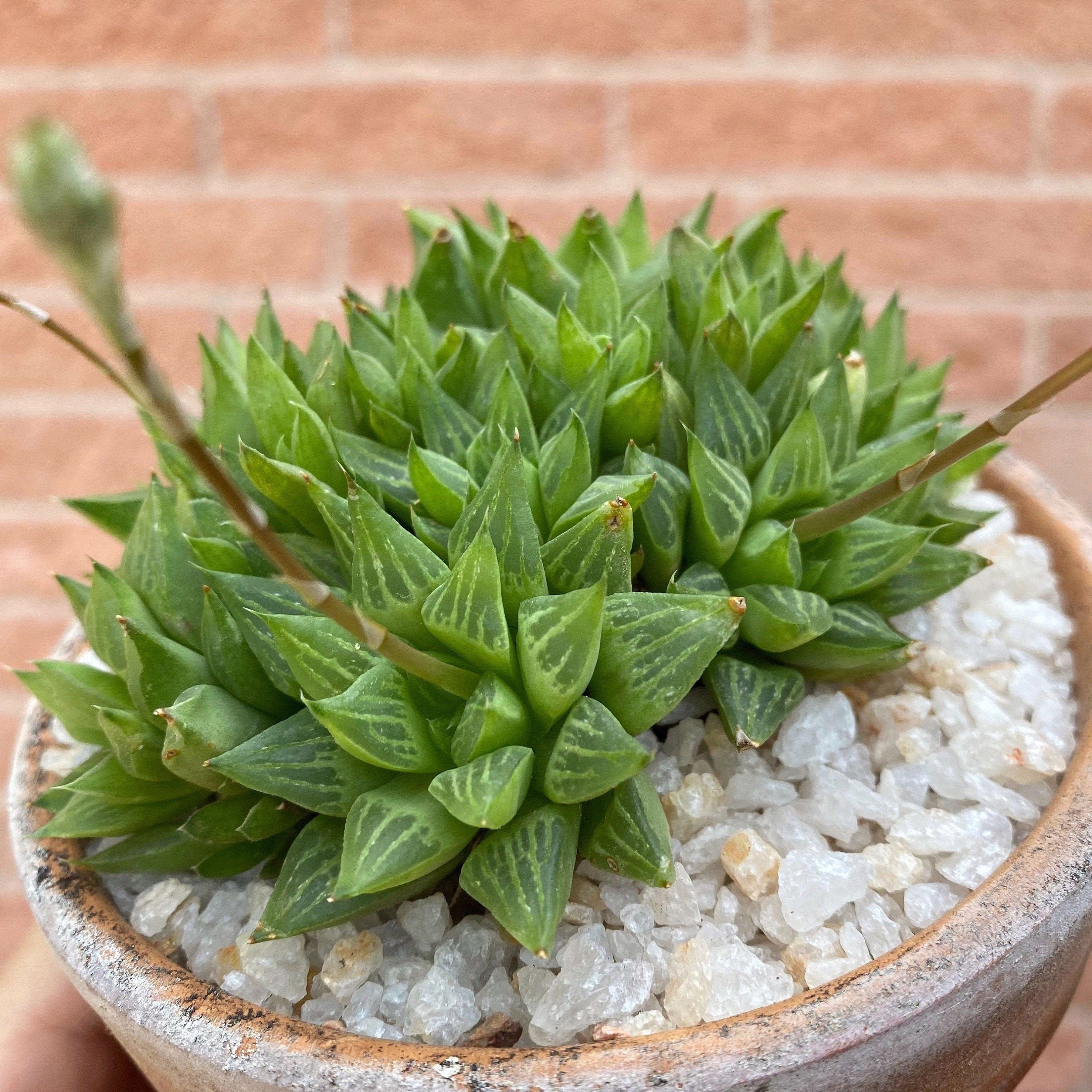 Haworthia Retusa Star Cactus – Tristar Plants