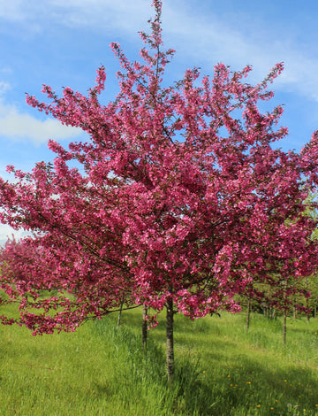 Fuji Apple Tree | Gala Apple Tree | Prairie Fire Crabapple | Tristar Plants